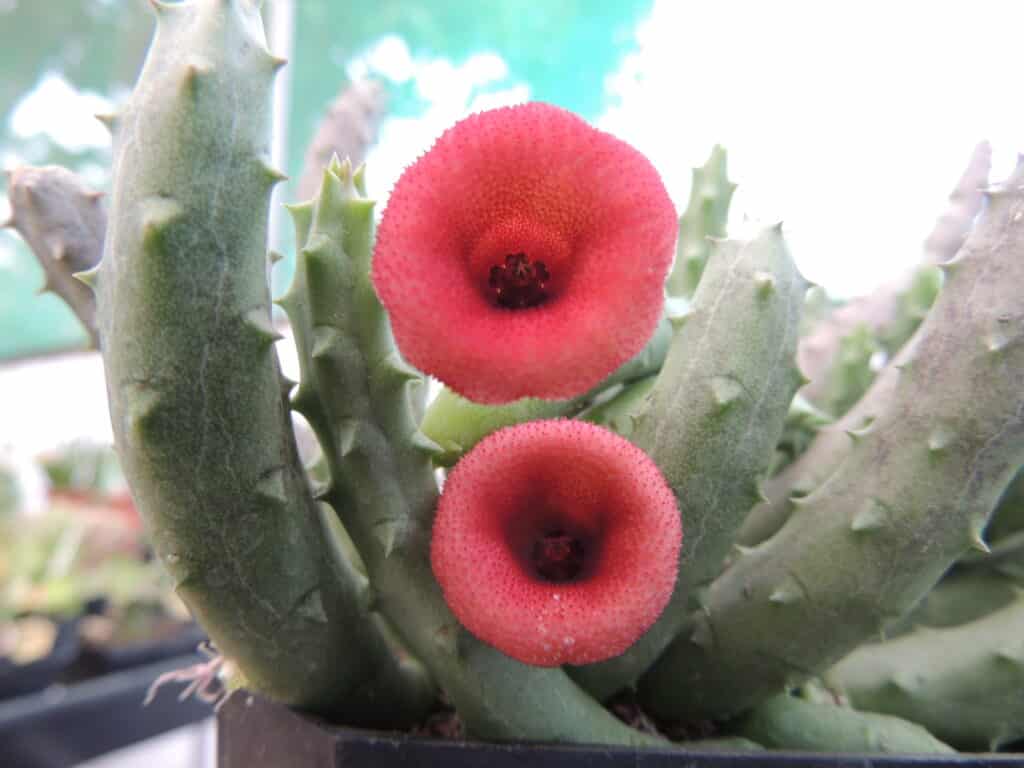 Why are Asclepiads Fascinating? - Plantae Paradise