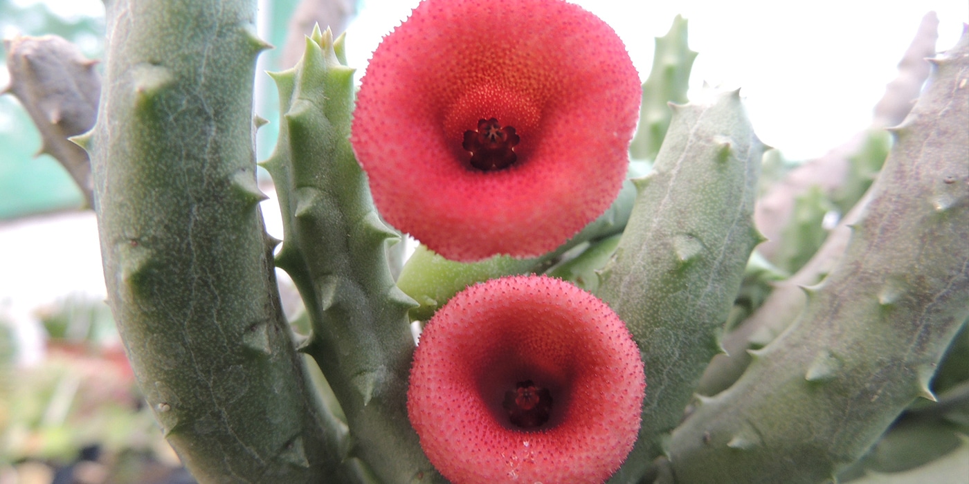 The Fascinating World of Asclepiads: A Guide to Care