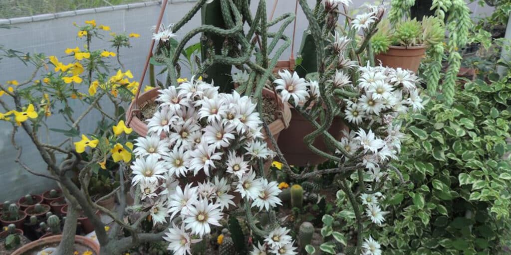 Will This Plant Thrive? A Guide to Helping Your Plants Flourish