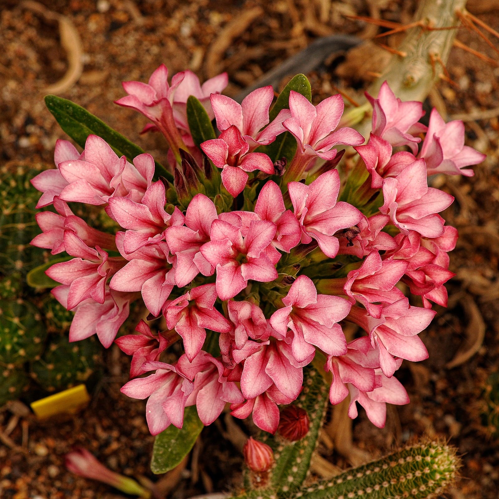 Why Choose Cactus and Succulents Plants?