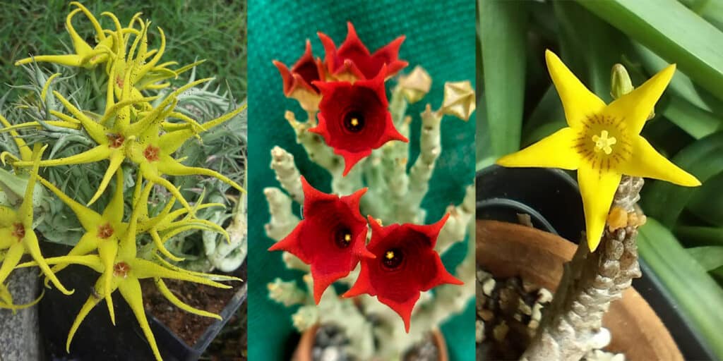 Stapelia Care Guide: How to Grow This Unique Succulent