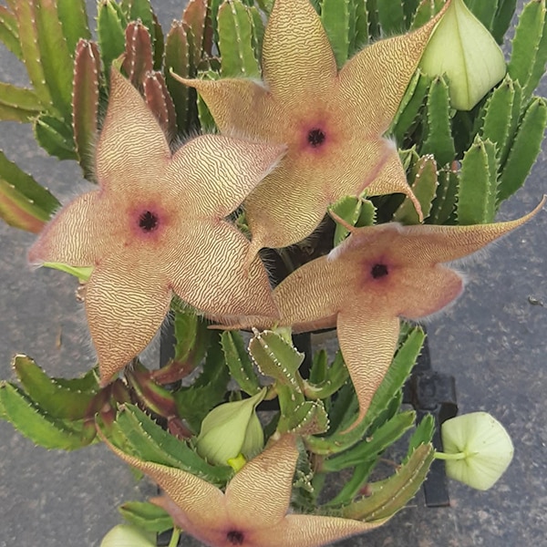 Stapelia Care Guide: How to Grow This Unique Succulent